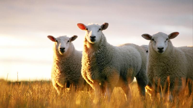 Alberta Sheep Breeders’ Association Symposium | rdnewsnow.com