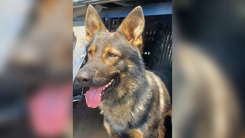 Police dog tracks down suspect in suspicious activity case | Vernon Matters