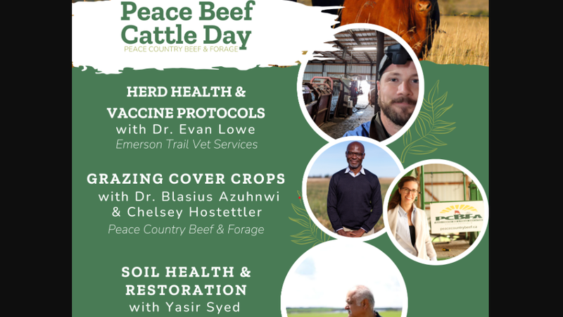 Peace Beef Cattle Day 2024 coming to Grimshaw February 9 | EverythingGP
