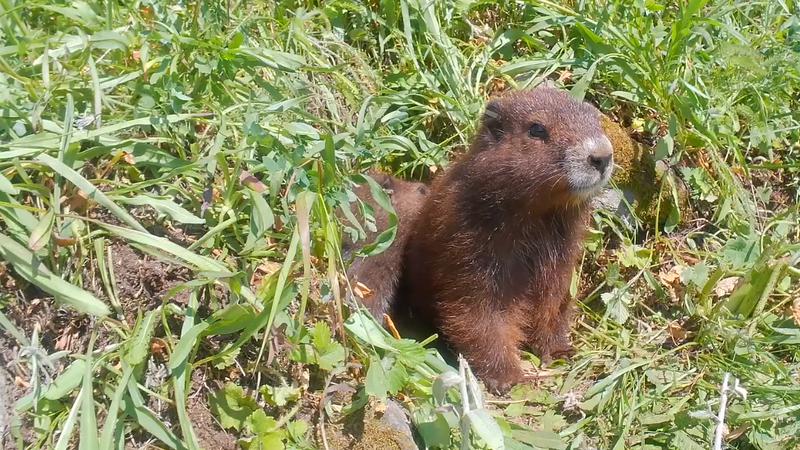 ‘She’s predicted…:’ Van-Isle Violet puts perfect prognostication record ...