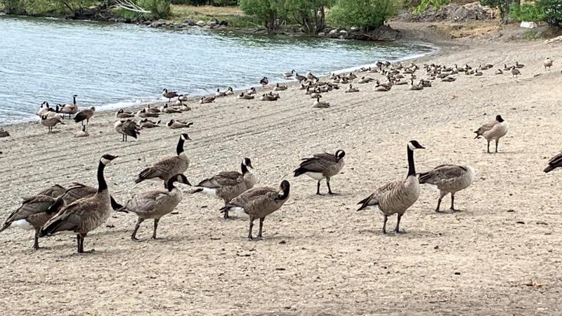 Vernon council supports plan for goose harvest | Vernon Matters