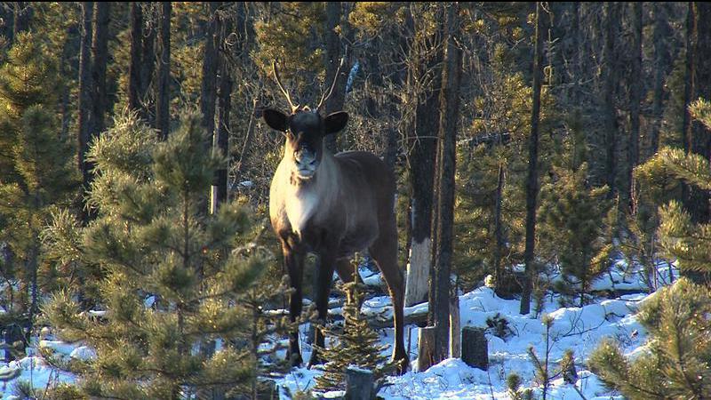 New changes made to limited-entry hunting | CKPG Today