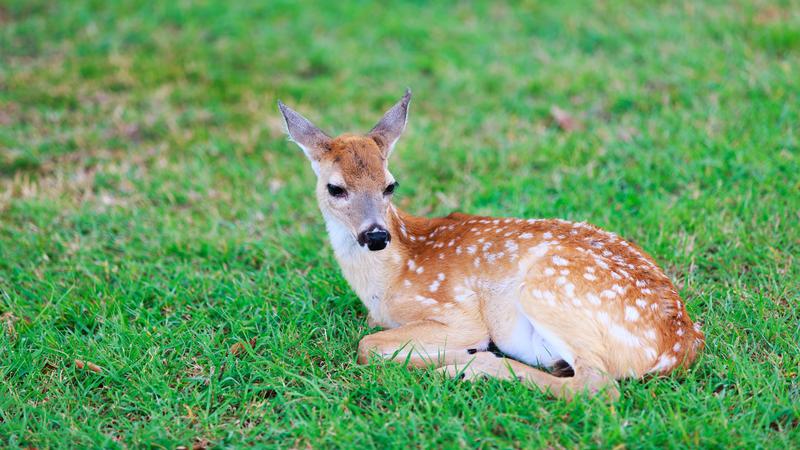Nut farm orchard reopens after fawning season closure | 104.7 The ...