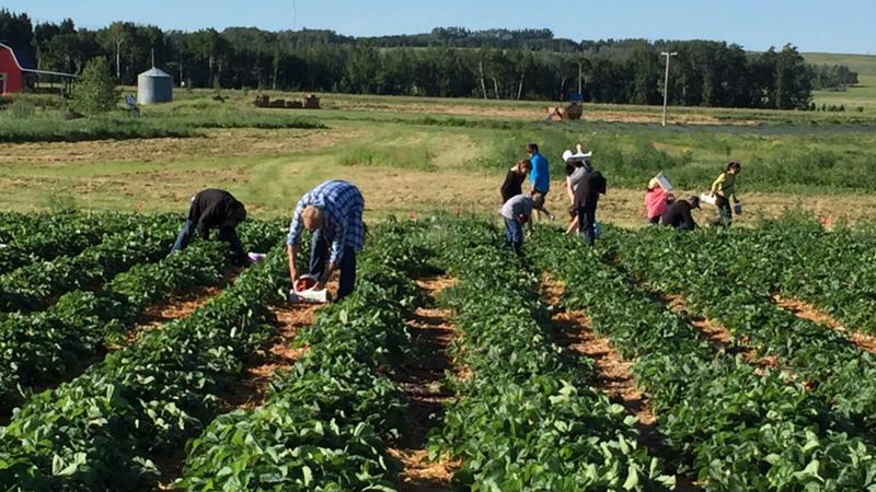 The Jungle Farm embraces heritage in ongoing project | rdnewsnow.com