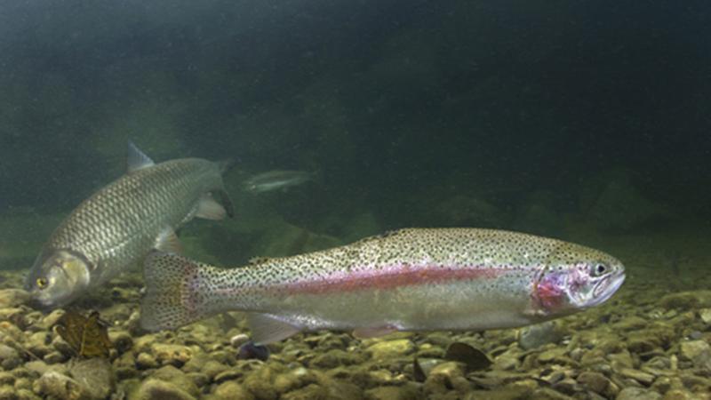 Fishing pond restocked at Lions Centennial Park in Ponoka | rdnewsnow.com