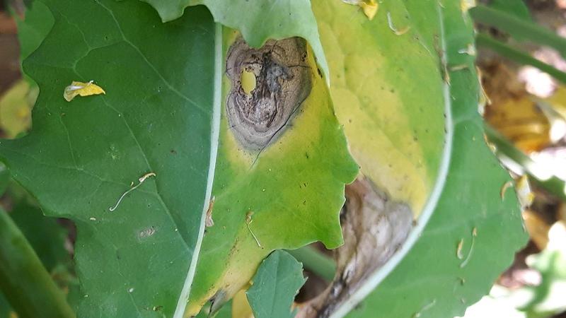 New sclerotinia tool helps growers assess disease risk and severity ...