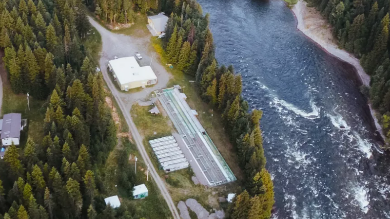 UNBC scientists receive $5 million grant for salmon research in Quesnel ...