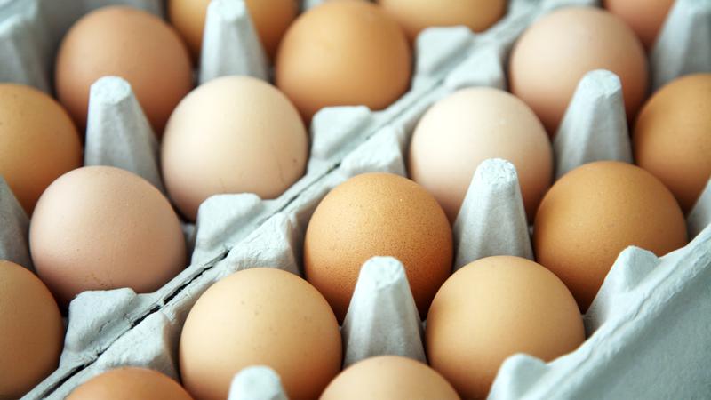 Egg-citing activities at Red Deer libraries for World Egg Day ...