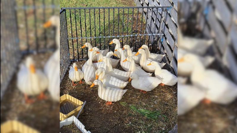 All grown up: daycare ducks move to winter retreat | paNOW