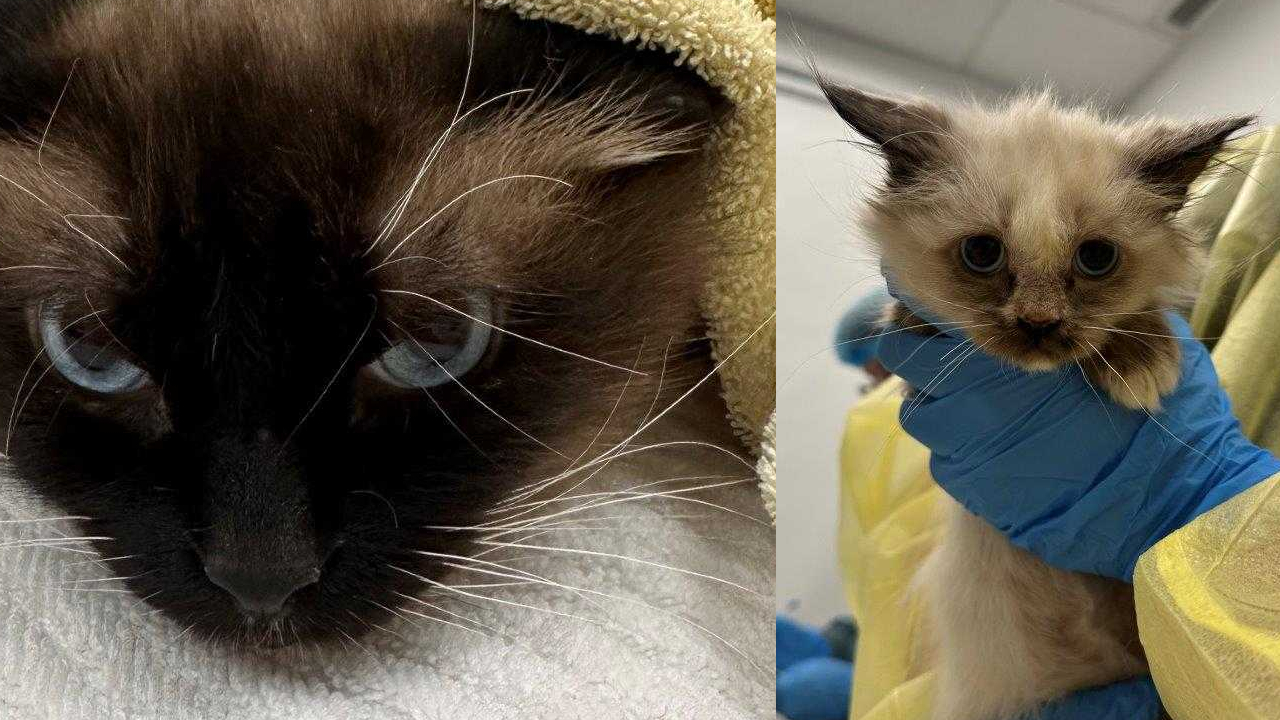 ‘Hungry and malnourished:’ eight cats seized from Nanaimo breeder ...