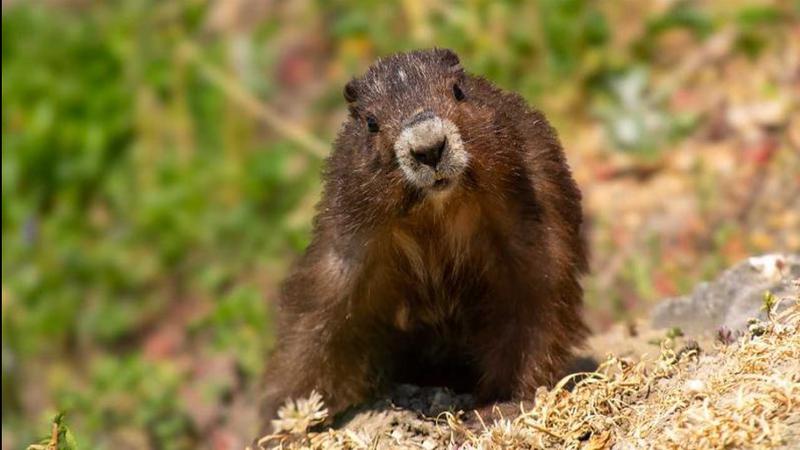 ‘That’s the most that’s ever been recorded:’ Van Isle marmot recovery ...