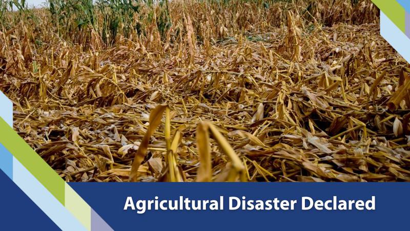 County of Grande Prairie declares agricultural disaster due to drought ...