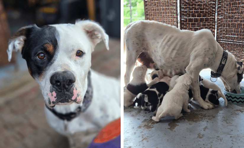 Large group of poorly cared for animals from Nanaimo property ...
