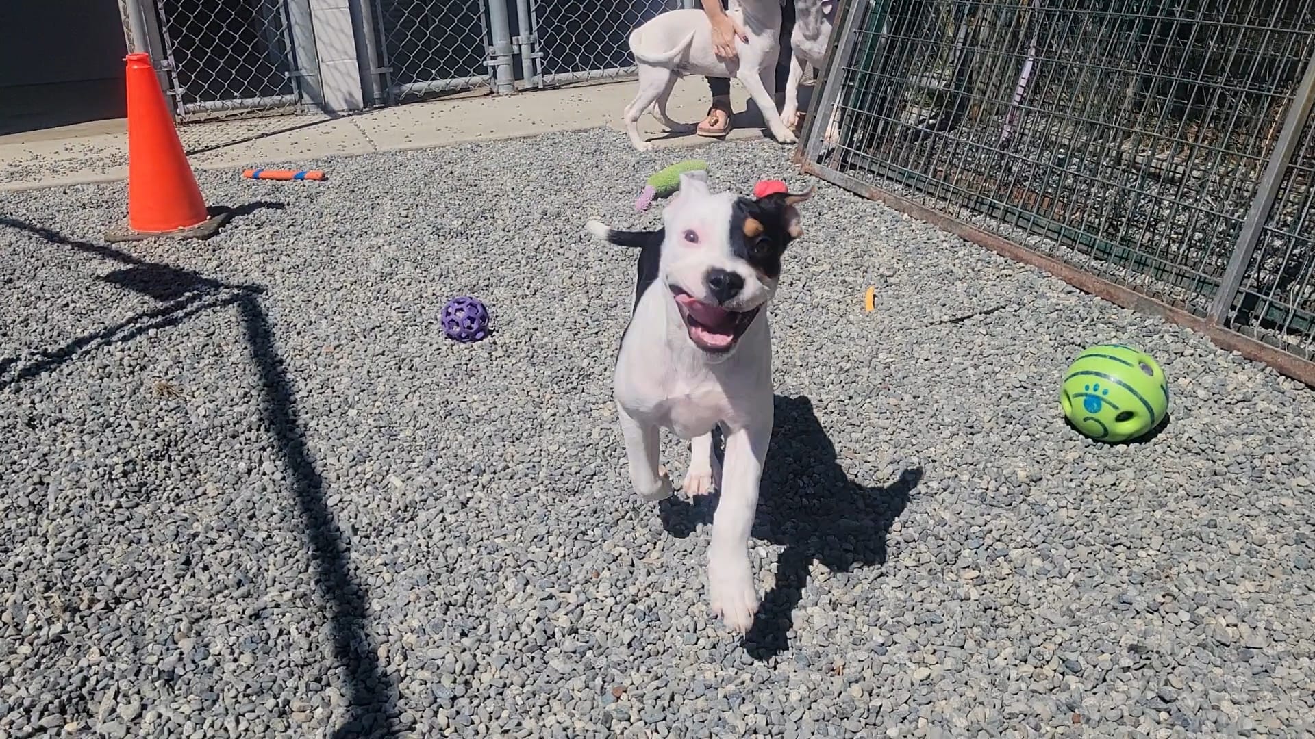 Large group of poorly cared for animals from Nanaimo property ...