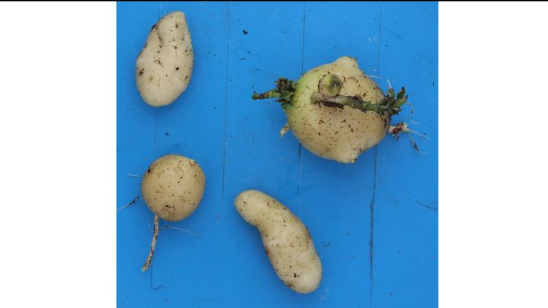 Lethbridge study aims to help potato farmers adapt to extreme weather ...