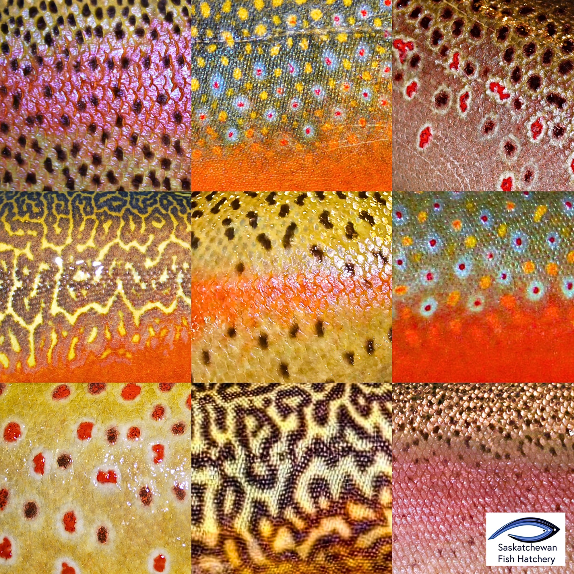 New interactive map helps anglers find stocked fishing spots ...