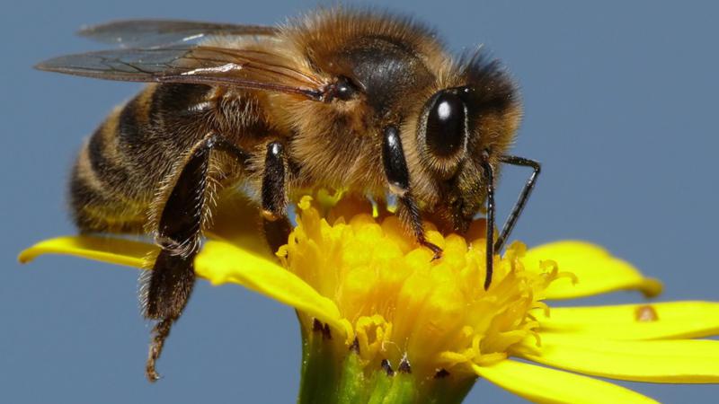 Beekeepers join MP in Ottawa to raise honey industry concerns | farmnewsNOW